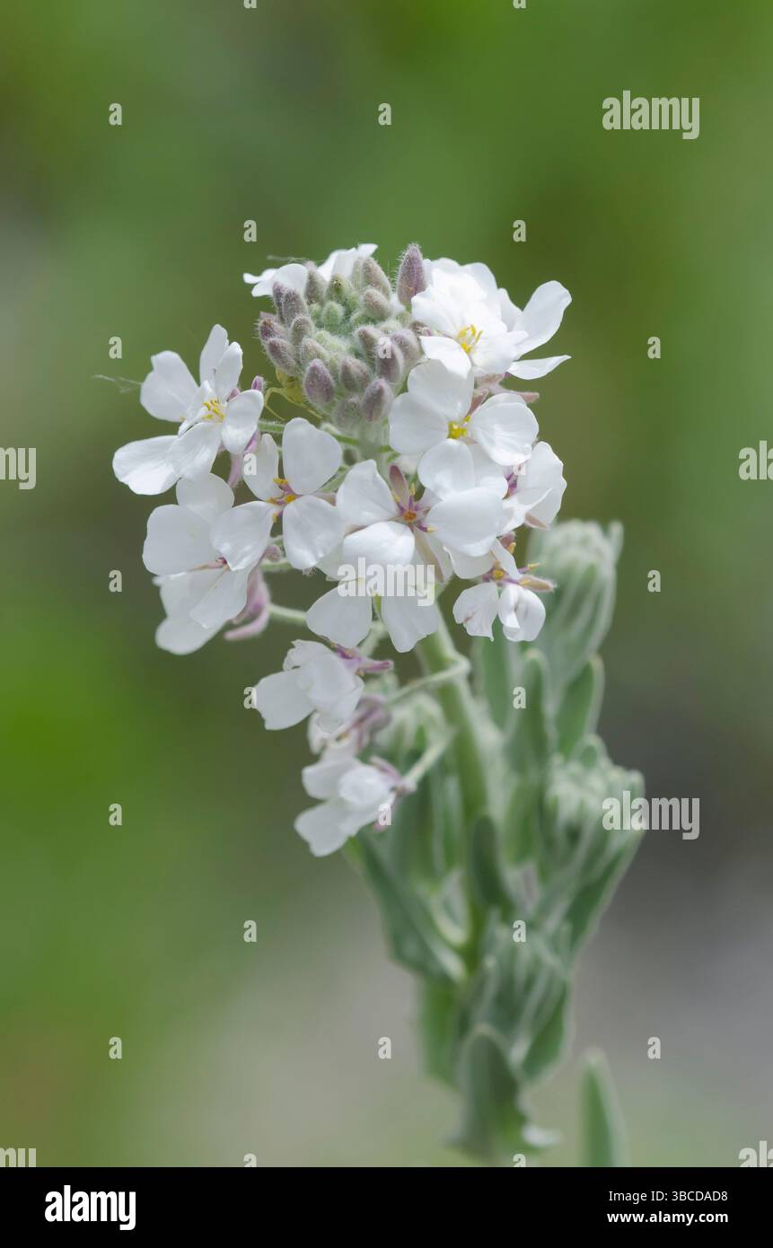 Palmer's Spectaclepod, Dimorphocarpa candicans Stock Photo - Alamy