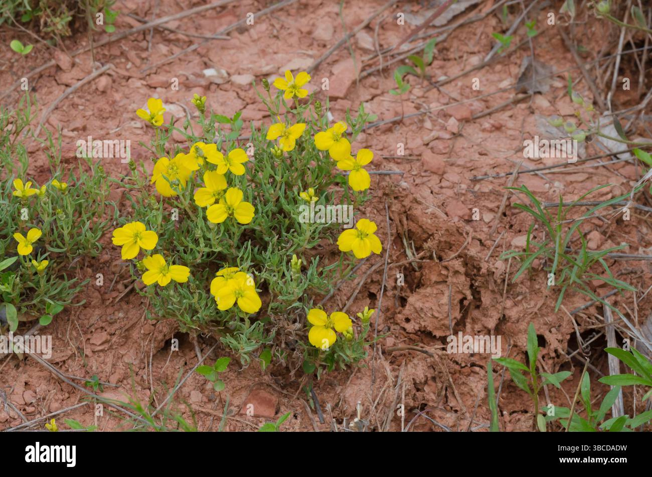 Little grandiflora hi-res stock photography and images - Alamy