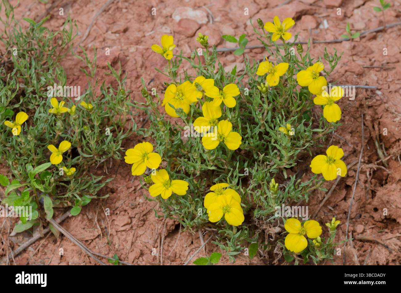 Zinnia oklahoma hi-res stock photography and images - Alamy