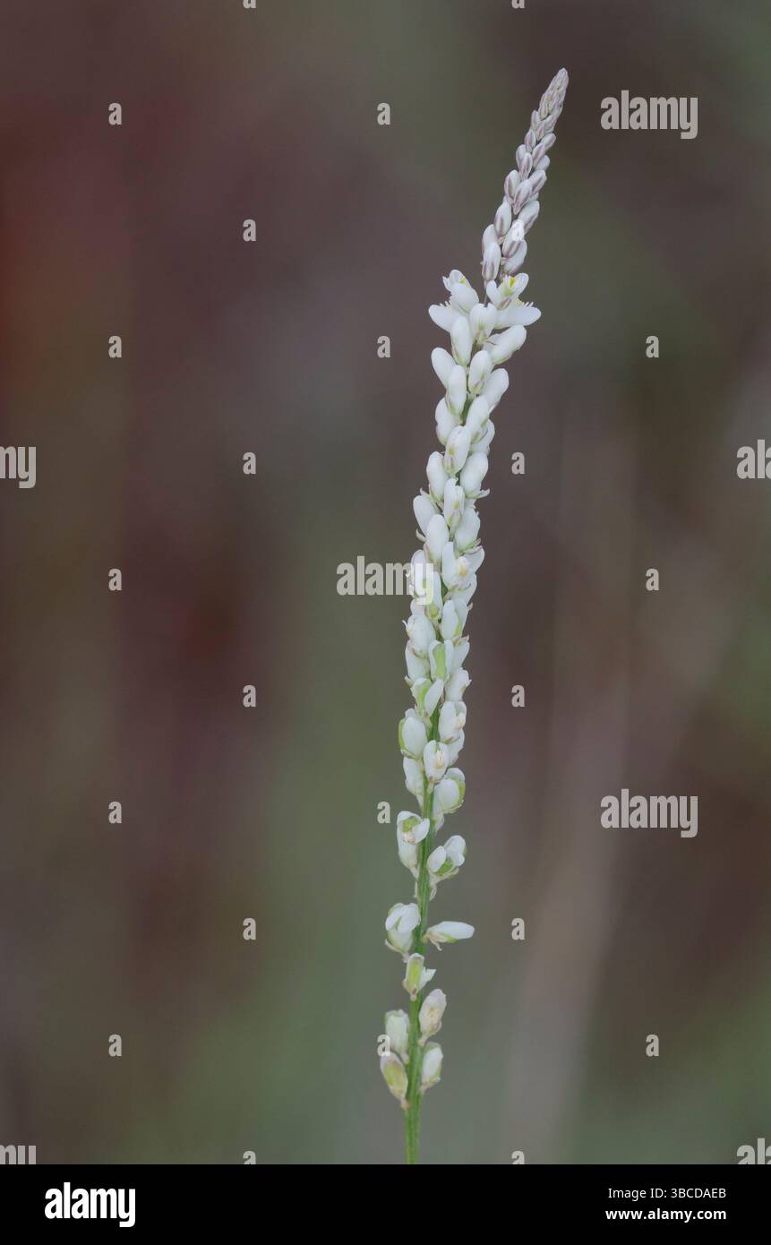 White milkwort hi-res stock photography and images - Alamy