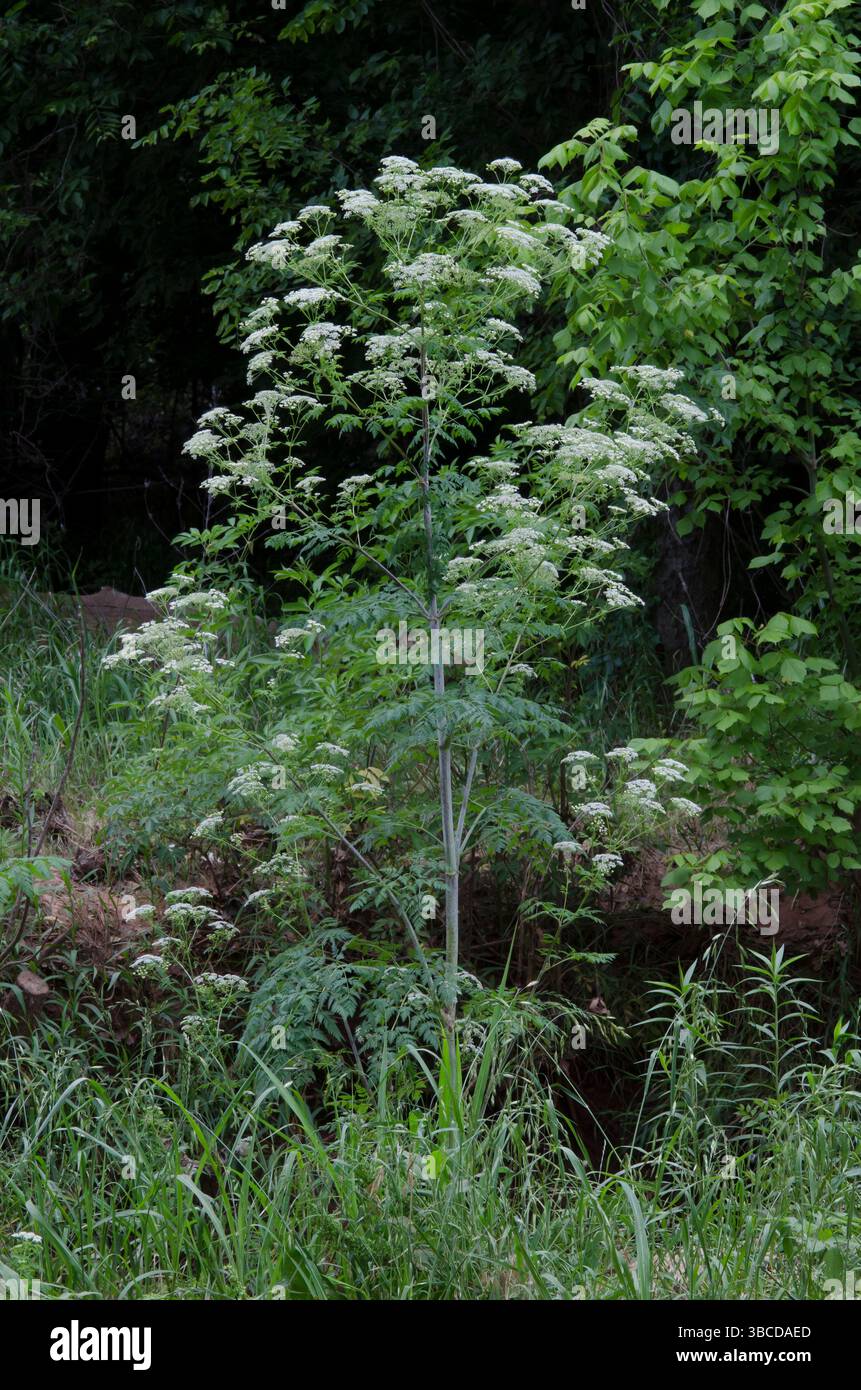 Poison hemlock hi-res stock photography and images - Alamy
