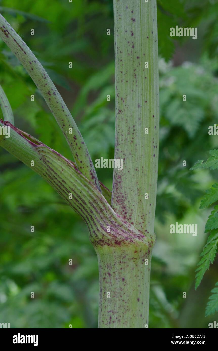 Poison Hemlock, Conium maculatum, stem Stock Photo - Alamy