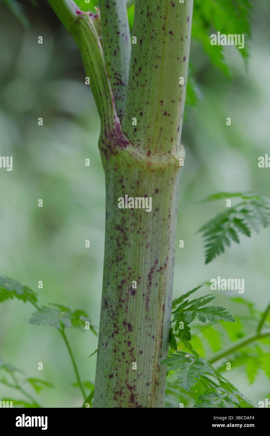 Poison Hemlock, Conium maculatum, stem Stock Photo - Alamy