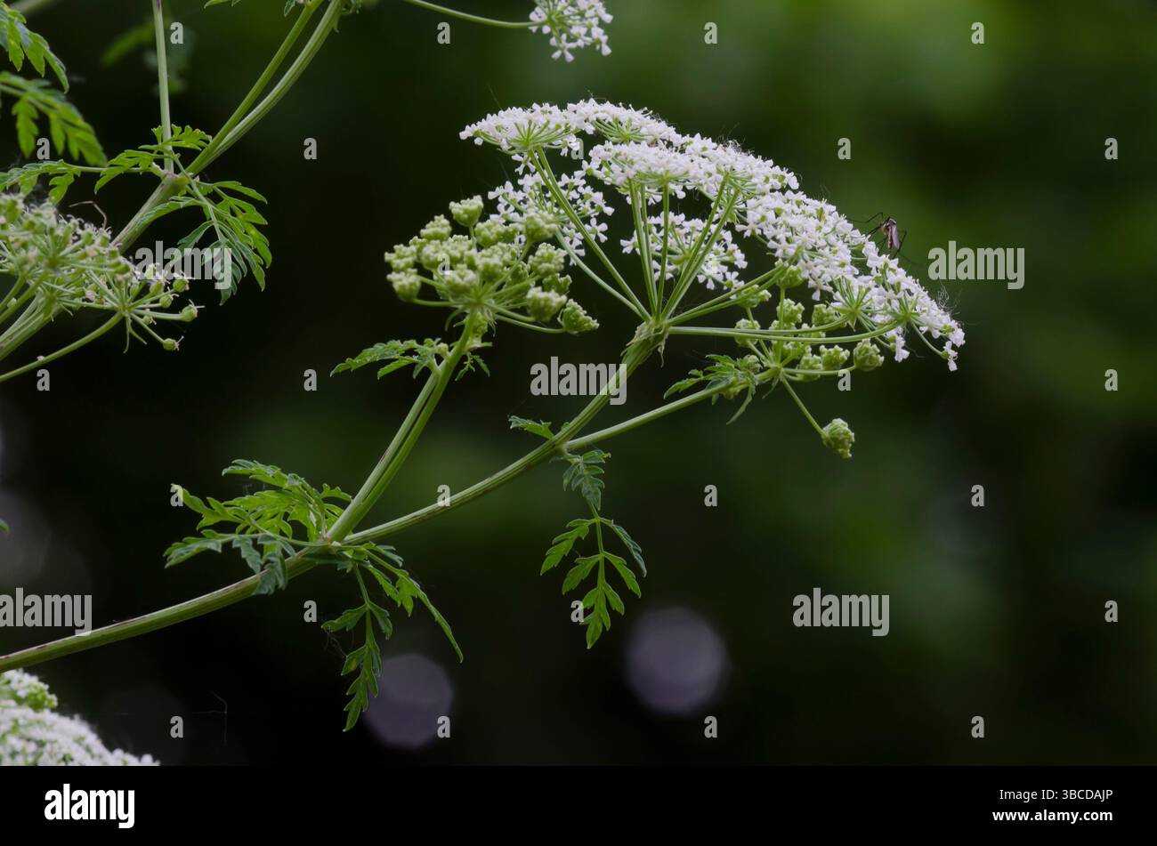 Poison Hemlock, Conium maculatum Stock Photo - Alamy