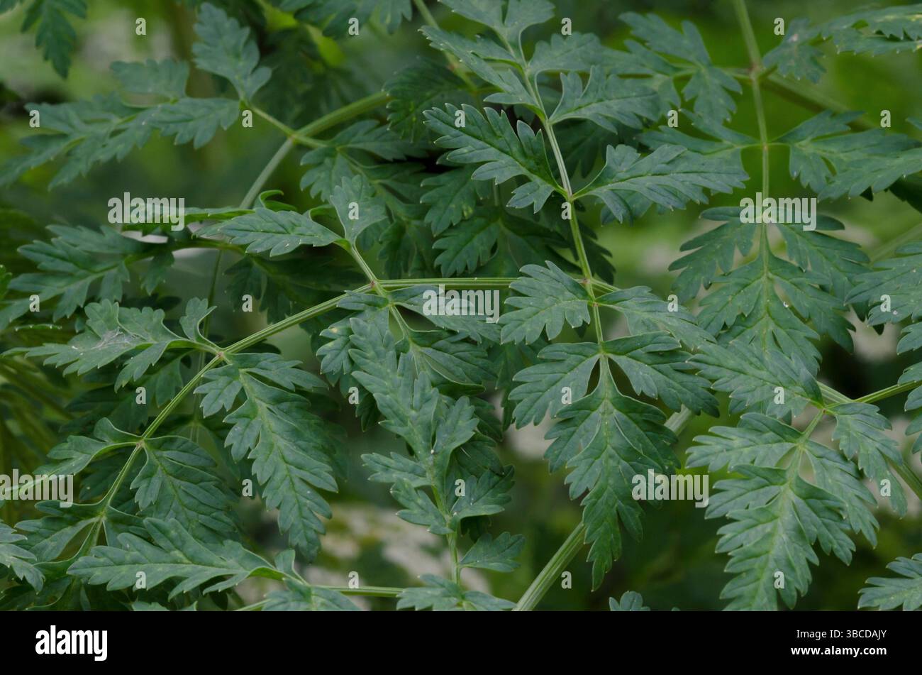 Poison Hemlock, Conium maculatum, leaves Stock Photo - Alamy