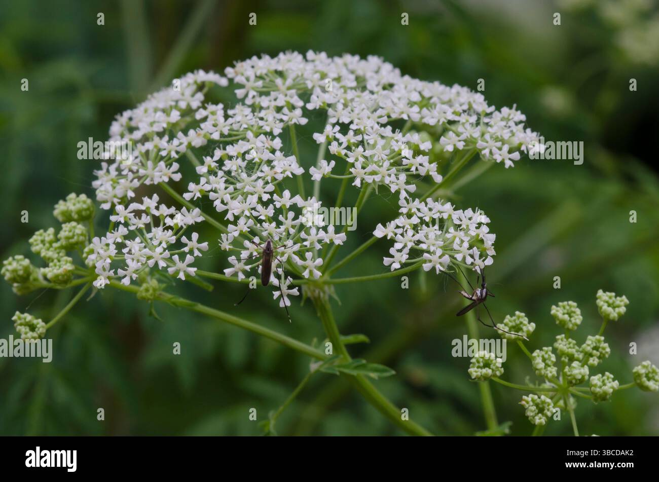 Poison Hemlock, Conium maculatum Stock Photo - Alamy