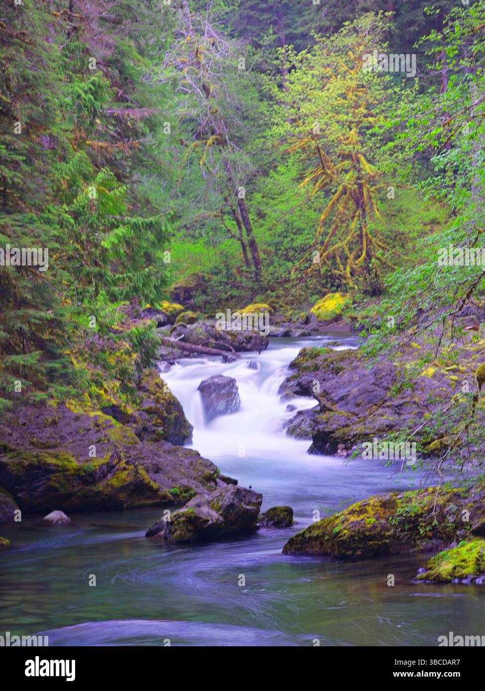 The lush forest around the salmon cascades on the Sol Duc river in the ...