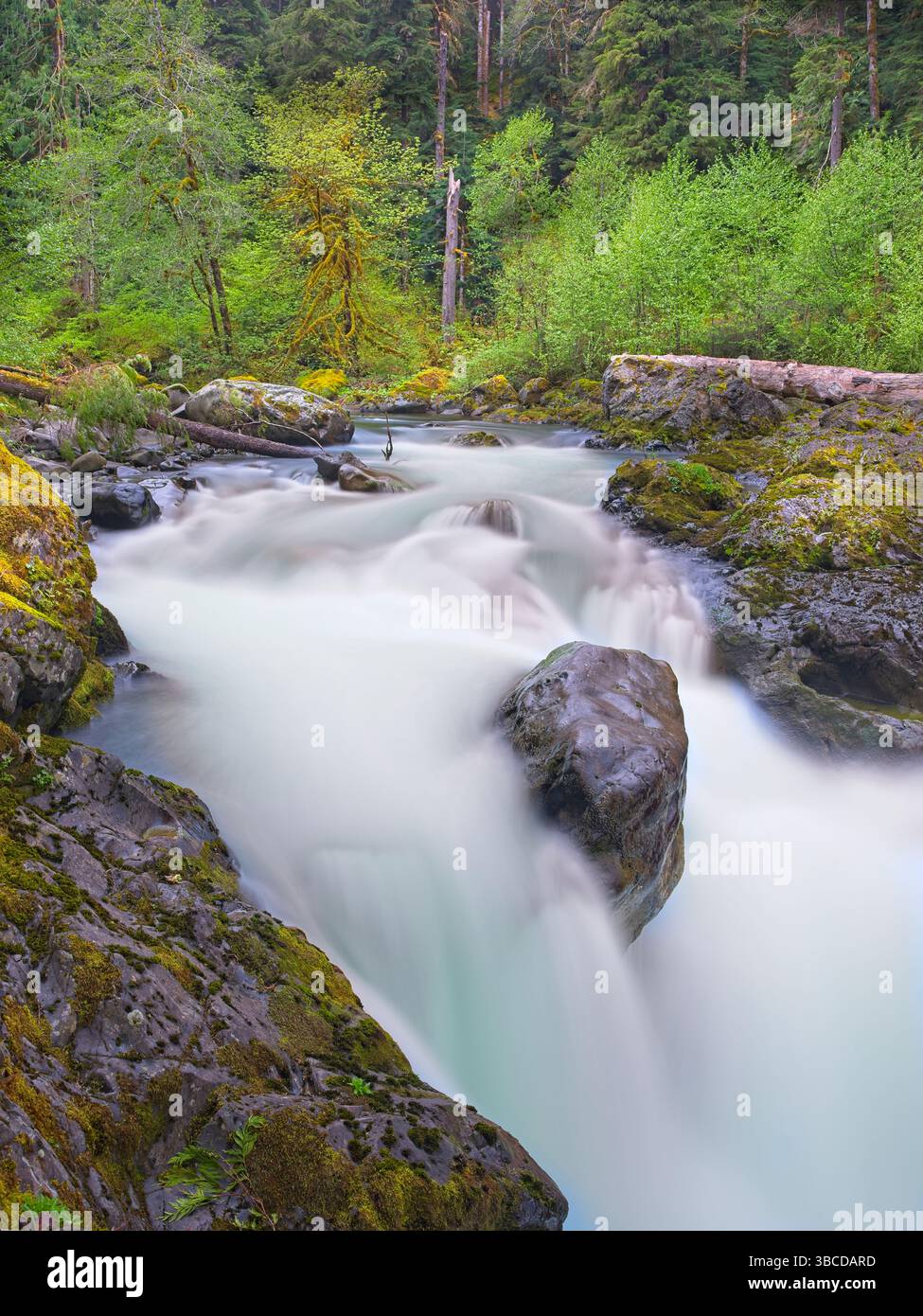 The lush forest around the salmon cascades on the Sol Duc river in the ...