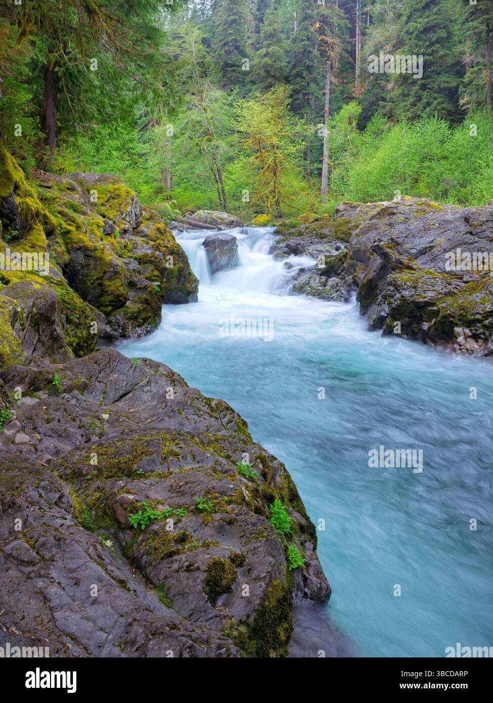 The lush forest around the salmon cascades on the Sol Duc river in the ...