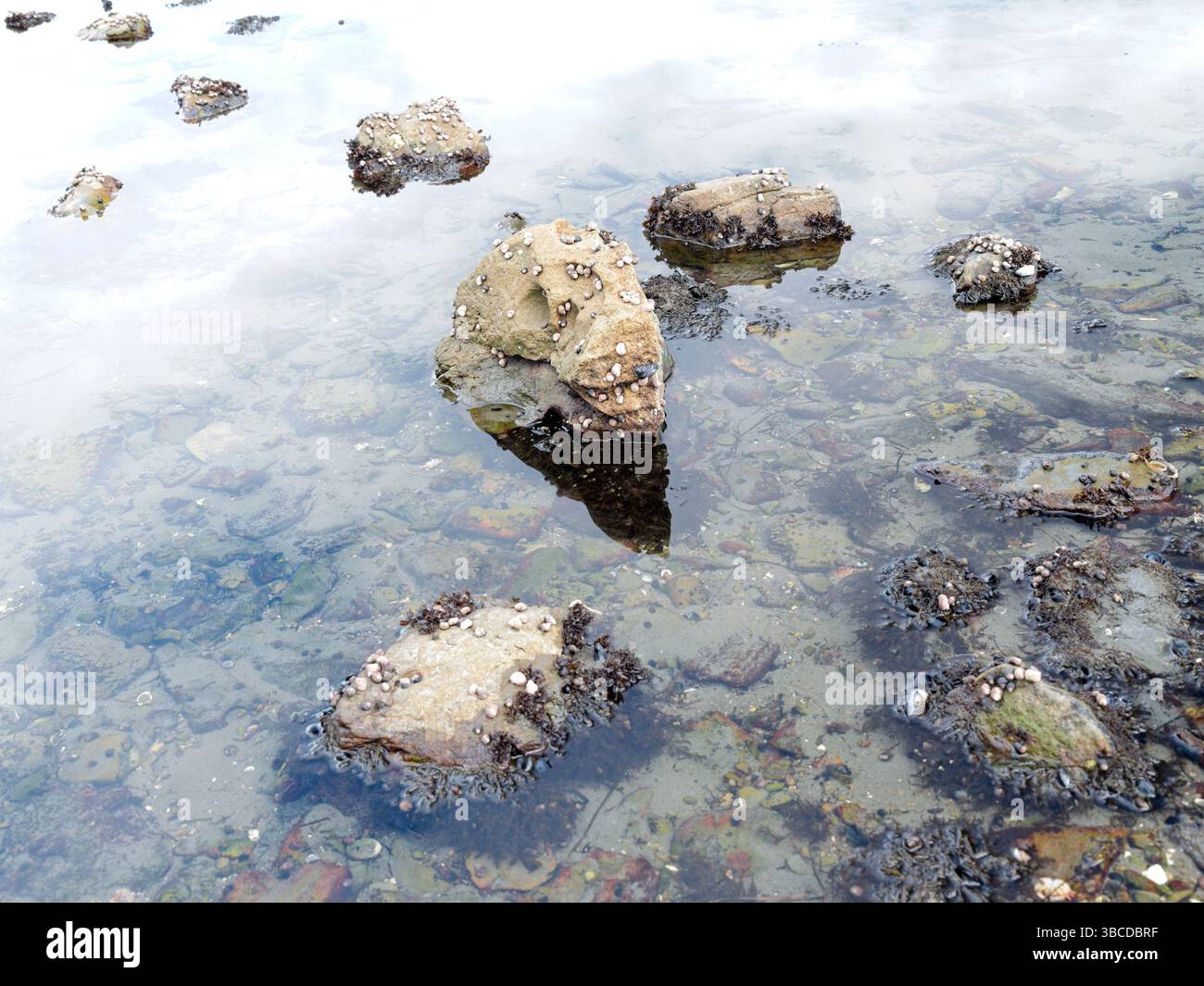 A close up photo of rocks in water covered in small shells in a tide ...
