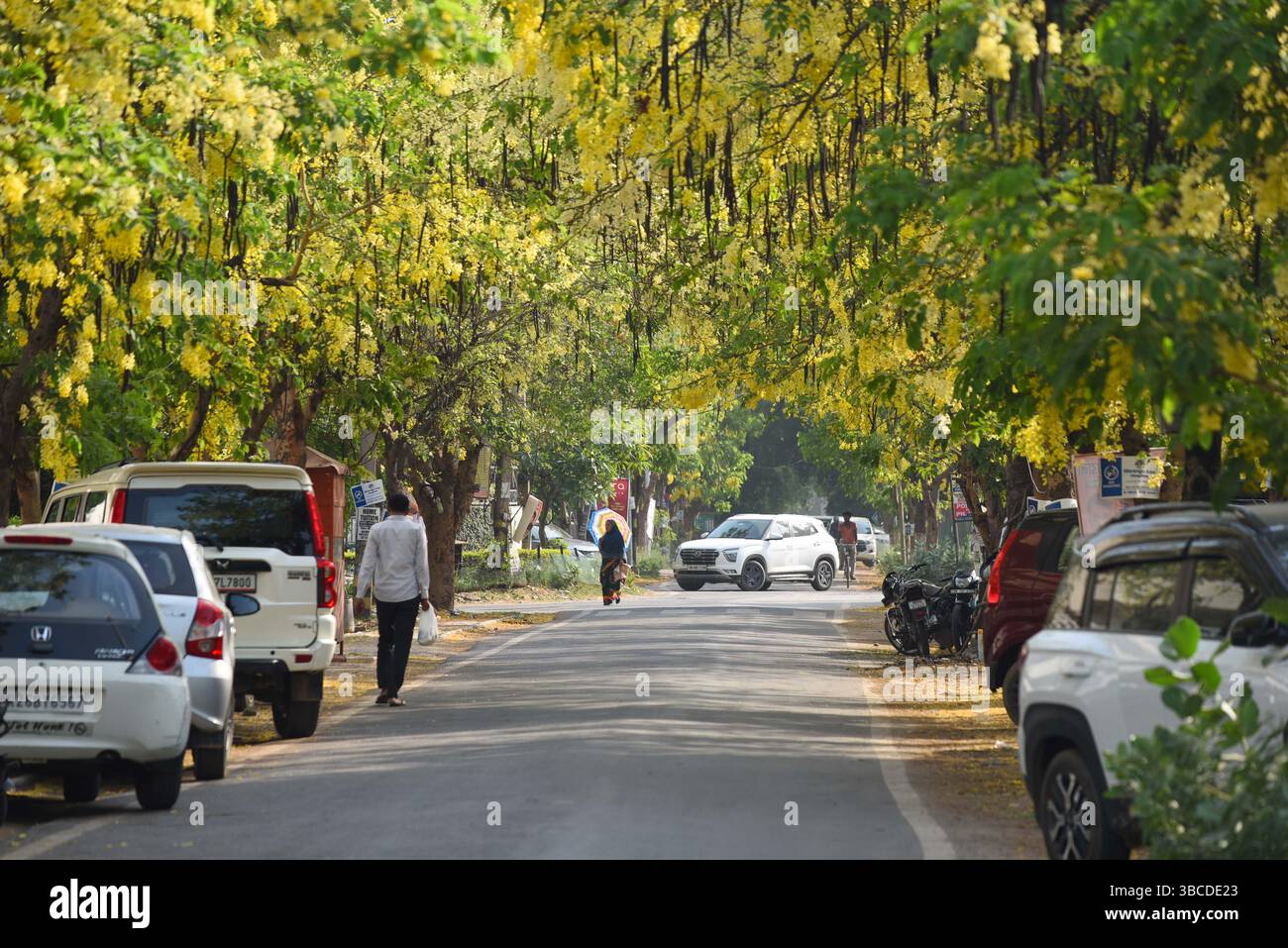 India. 04th Mar, 2034. GURUGRAM, INDIA - MAY 19: The trees of Indian ...