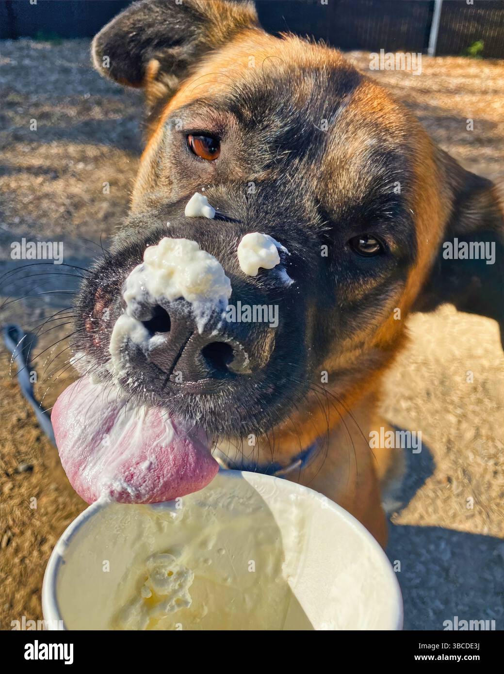 Behavior enrichment hi-res stock photography and images - Alamy