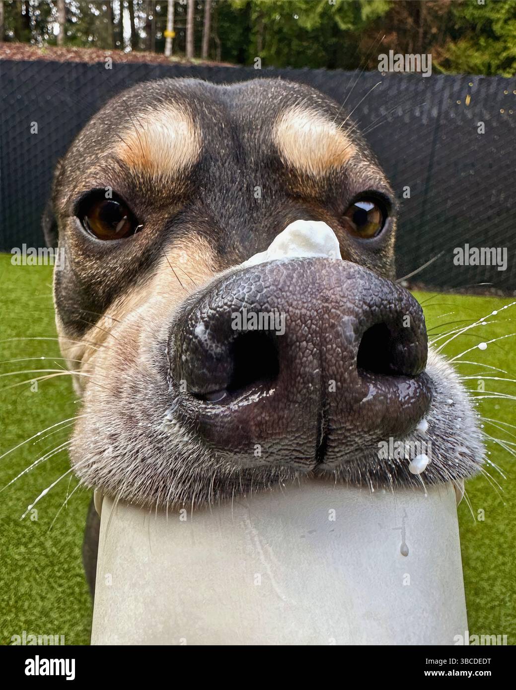 Puppachino cup hi-res stock photography and images - Alamy