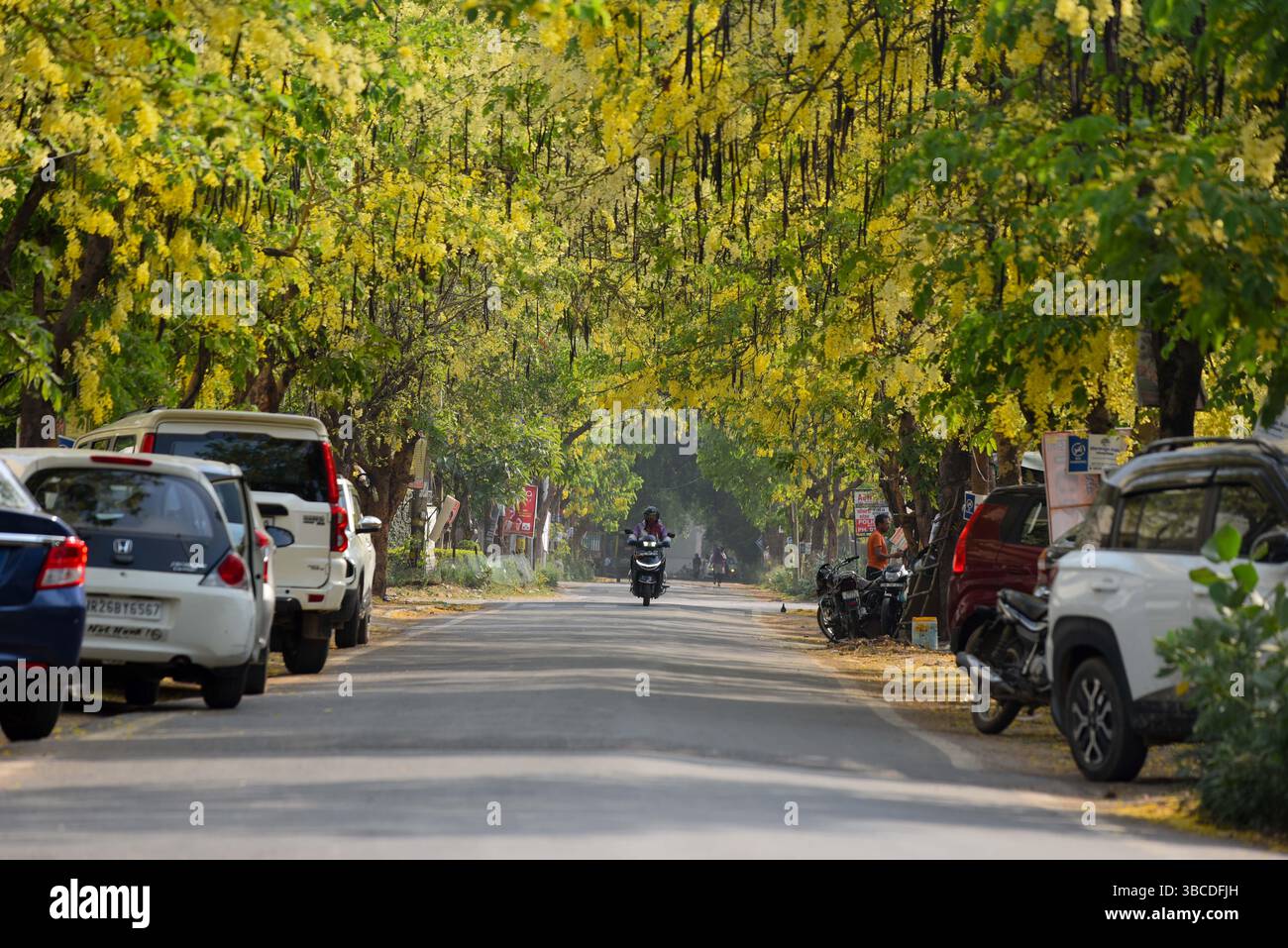 GURUGRAM, INDIA - MAY 19: The trees of Indian Laburnum, more commonly ...