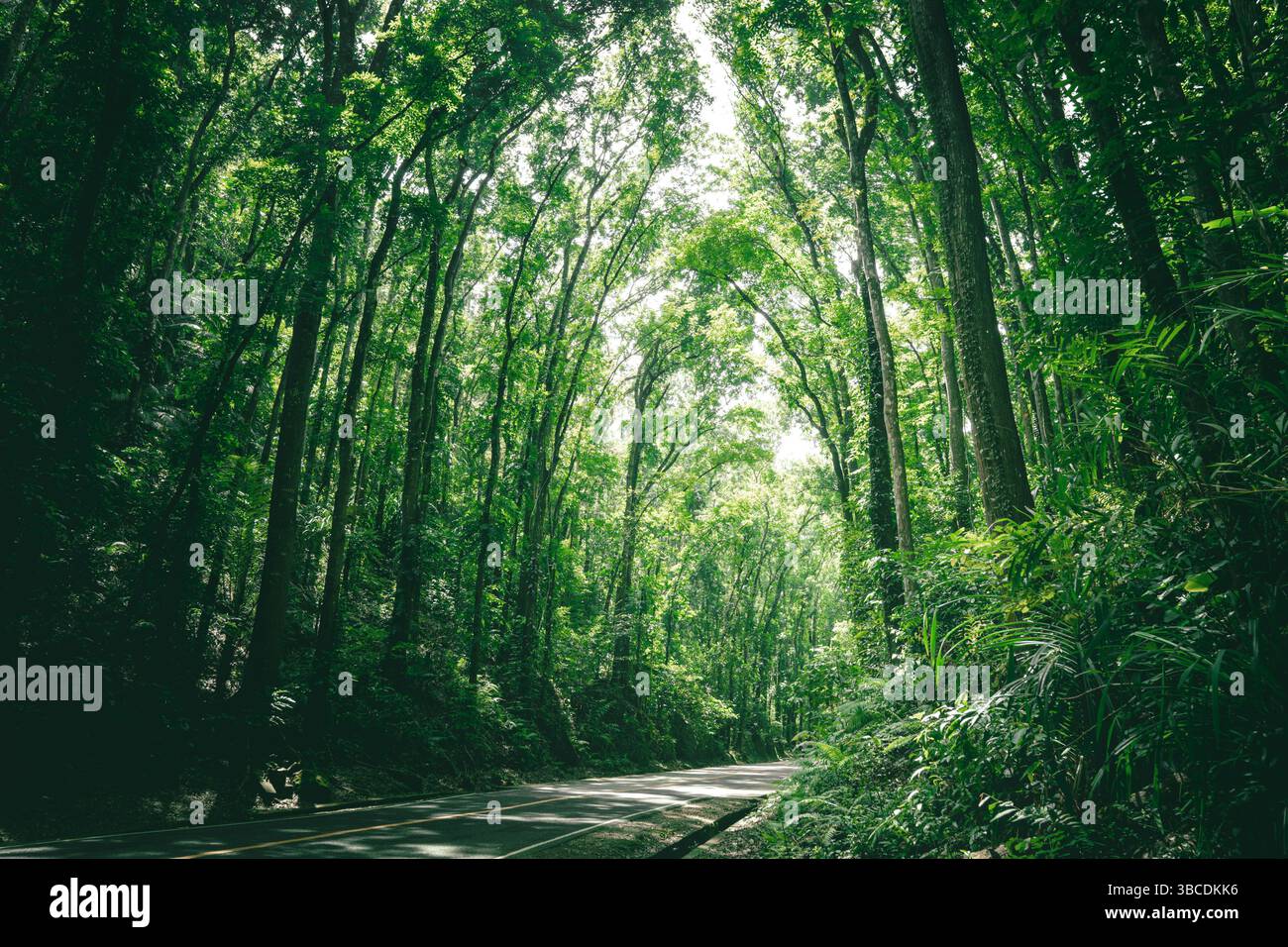 Mystical Path Through Bohol's Man-Made Mahogany Forest, Philippines ...