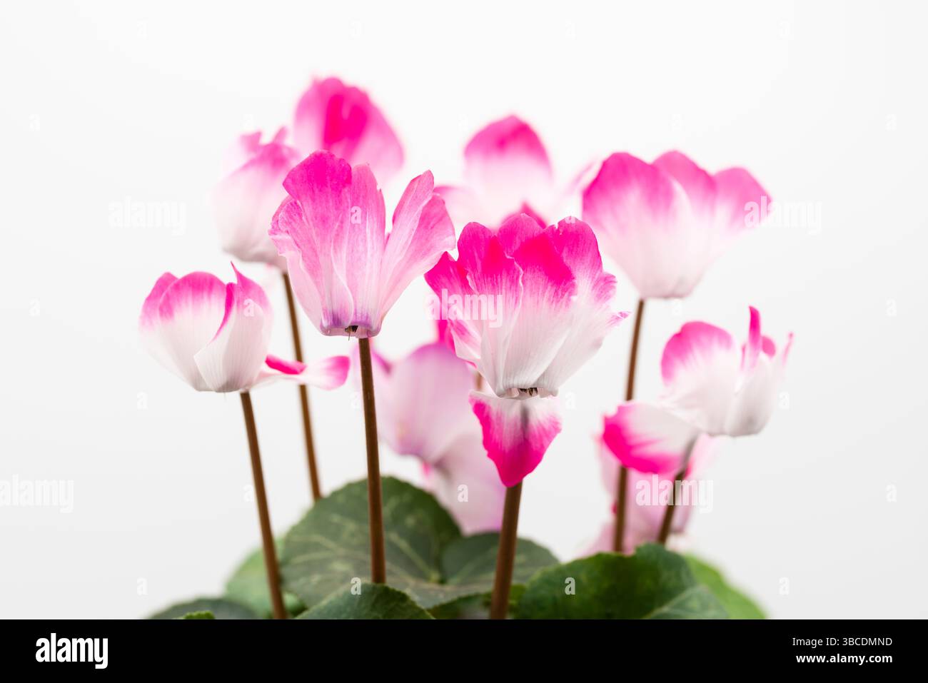Hojas de cáliz hi-res stock photography and images - Alamy