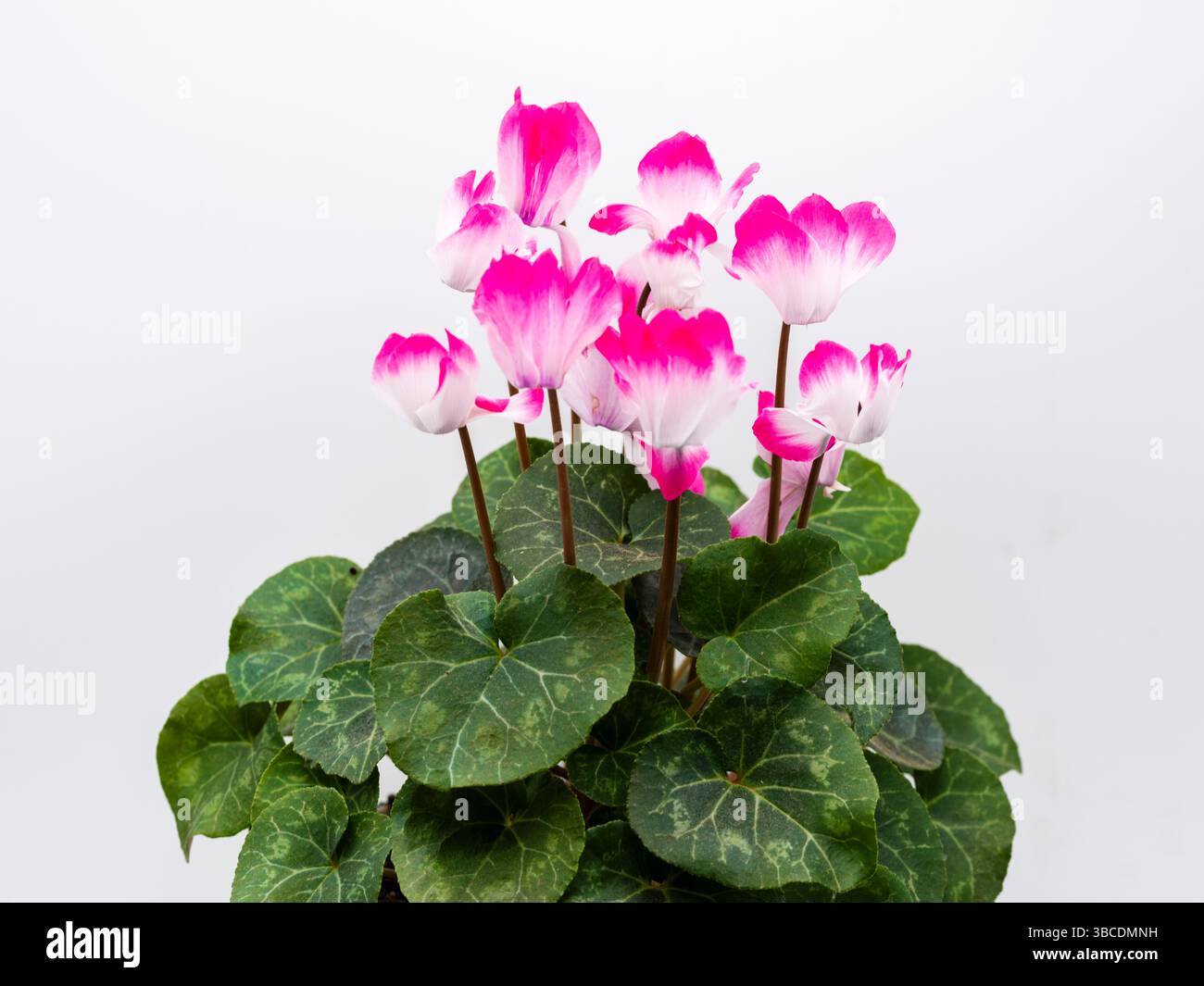 Detalle de una planta de ciclamen con flores, aislado en blanco Stock ...