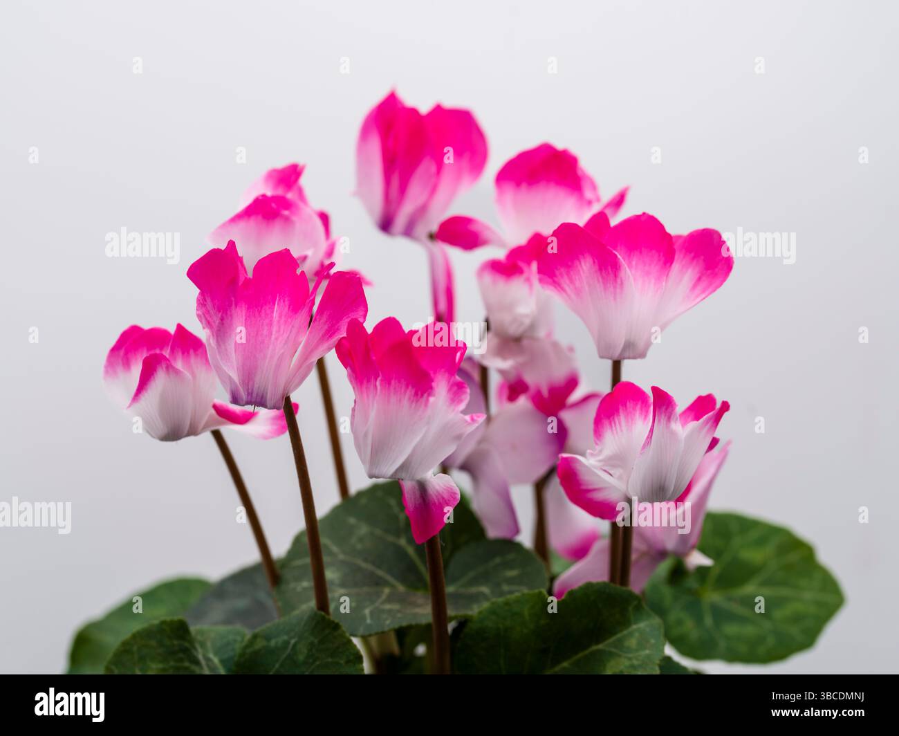 Detalle de una planta de ciclamen con flores, aislado en blanco Stock ...