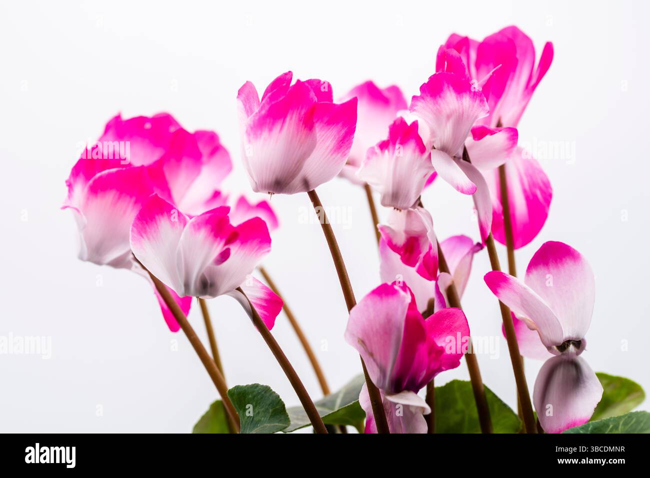 Detalle de una planta de ciclamen con flores, aislado en blanco Stock ...
