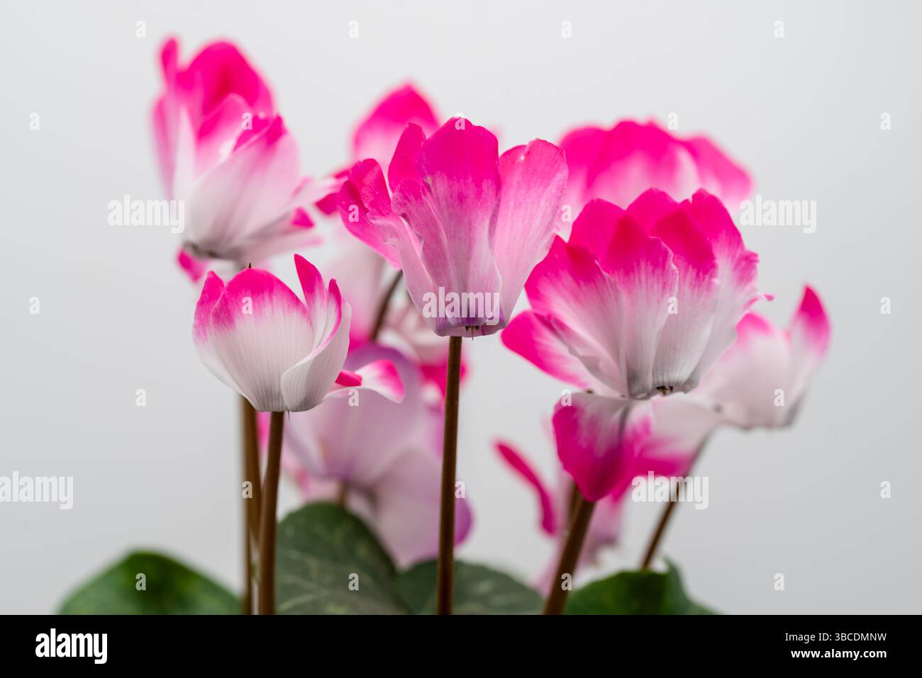 Detalle de una planta de ciclamen con flores, aislado en blanco Stock ...