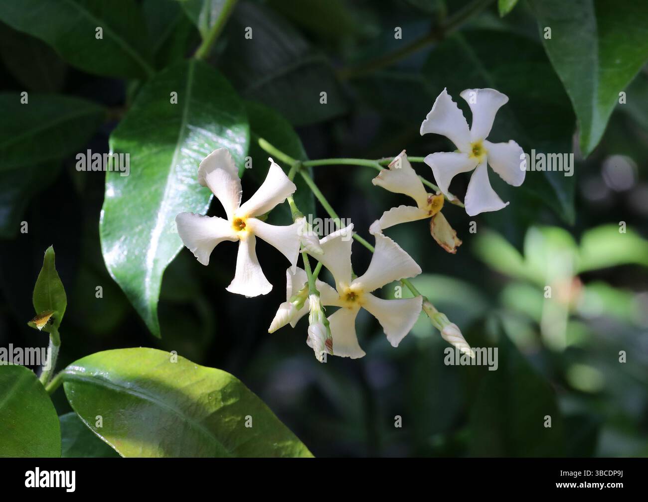 Asiatic Jasmine, Yellow Star Jasmine or Asian Star Jasmine ...