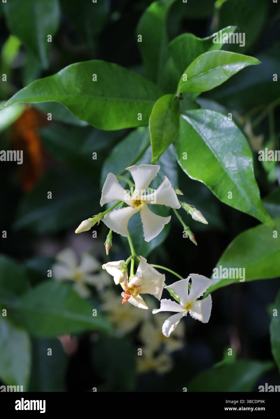 Asiatic Jasmine, Yellow Star Jasmine or Asian Star Jasmine ...