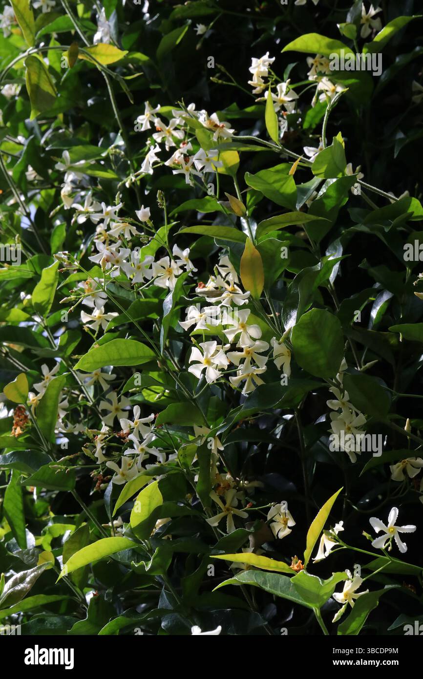 Asiatic Jasmine, Yellow Star Jasmine or Asian Star Jasmine ...