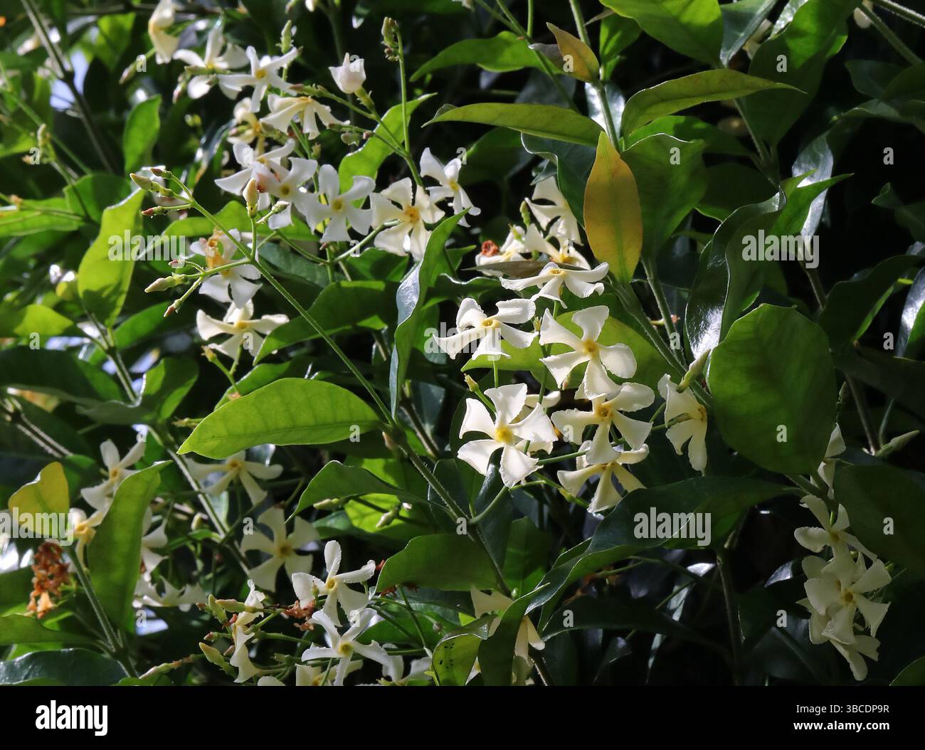 Asiatic Jasmine, Yellow Star Jasmine or Asian Star Jasmine ...