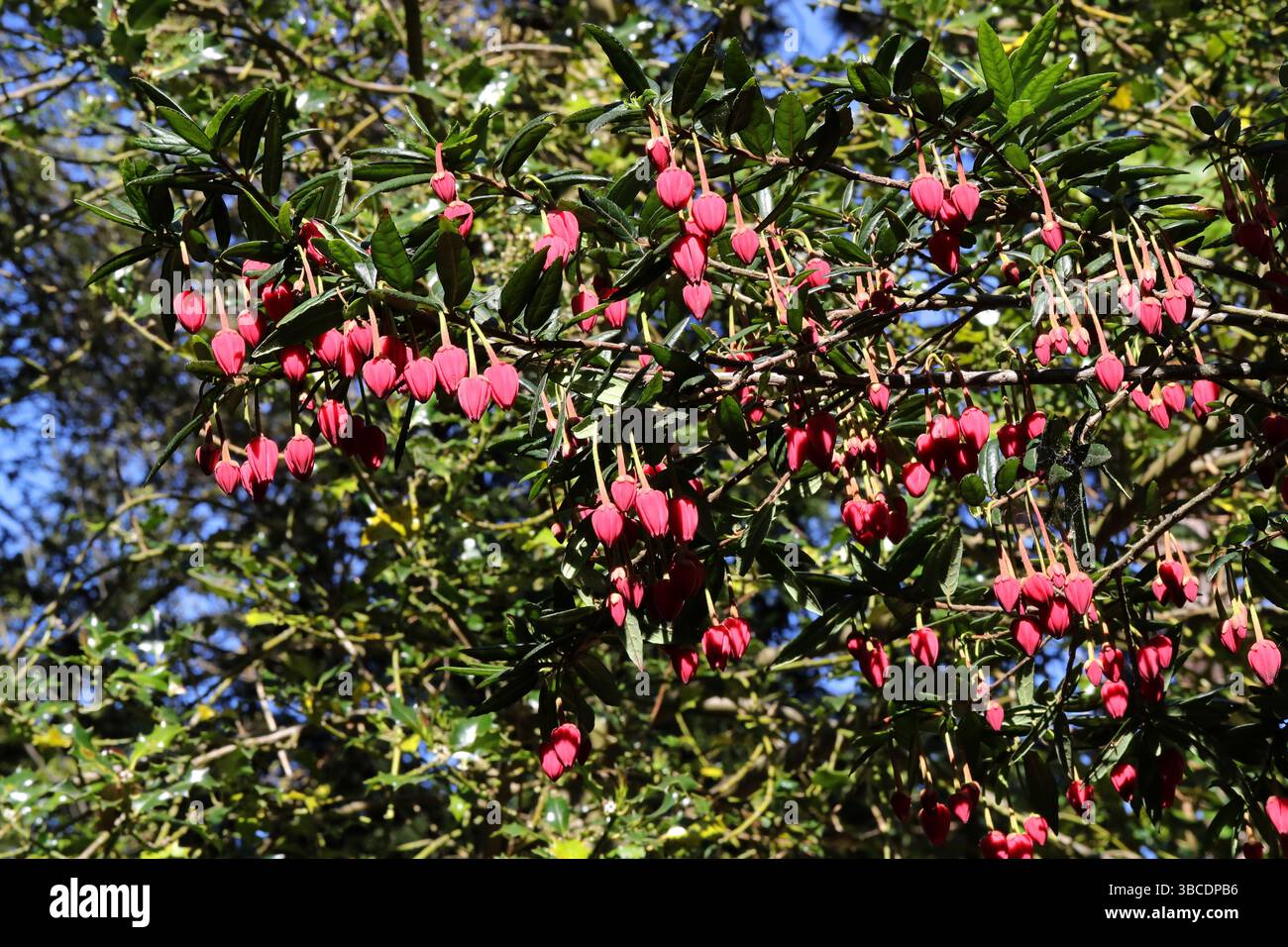 Hookerianum hi-res stock photography and images - Alamy