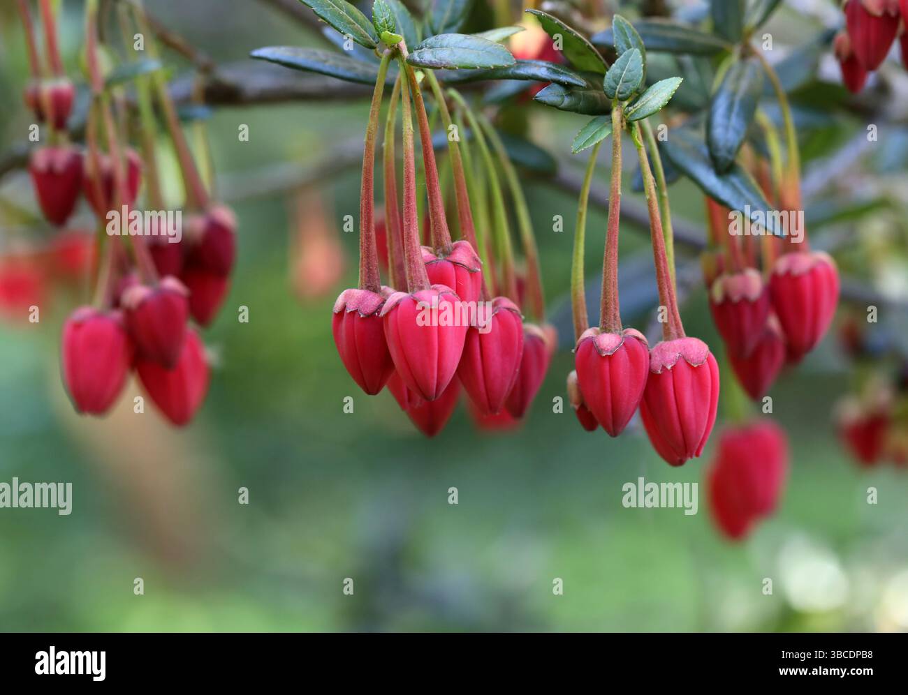 Hookerianum hi-res stock photography and images - Alamy