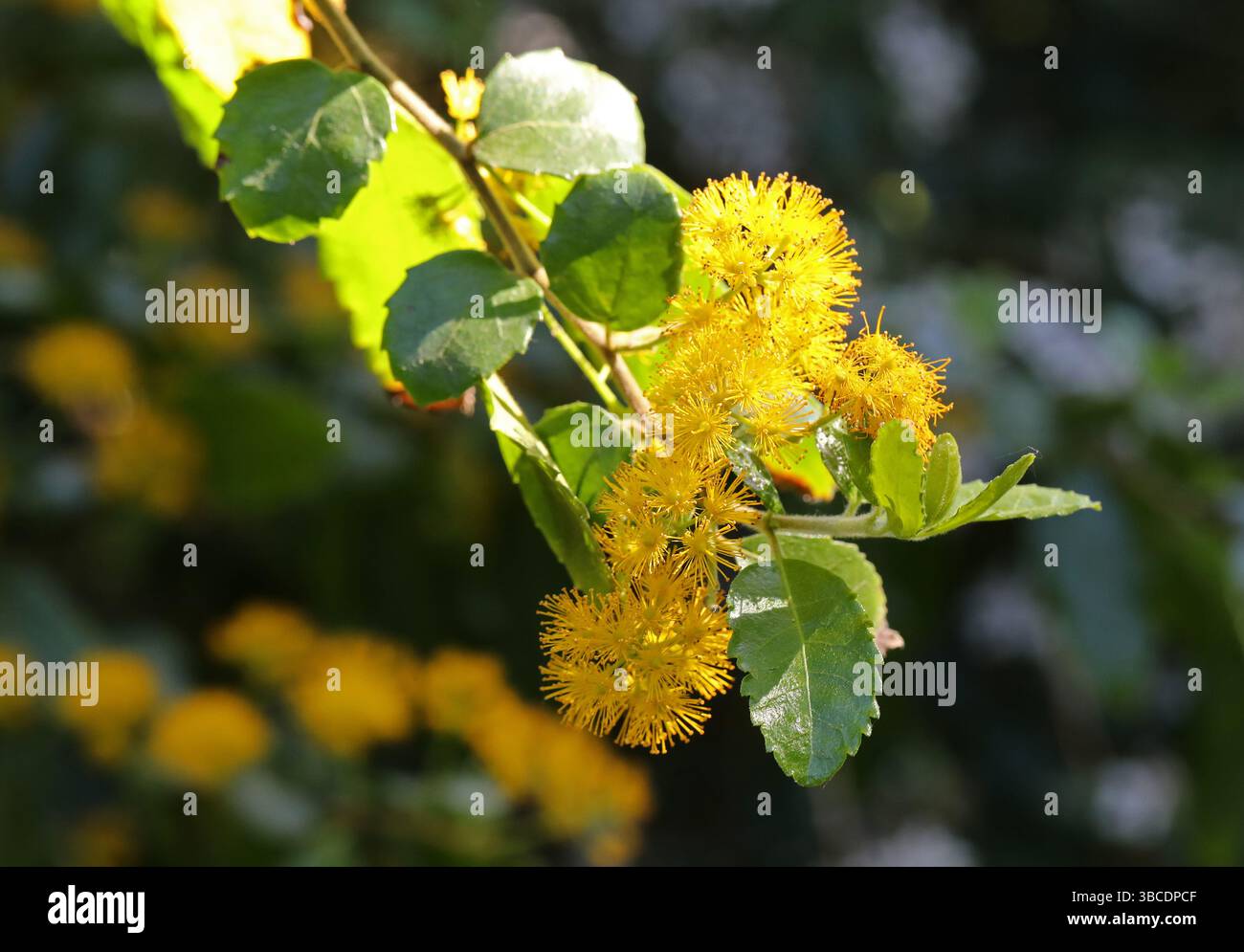 Azara paraguayensis hi-res stock photography and images - Alamy