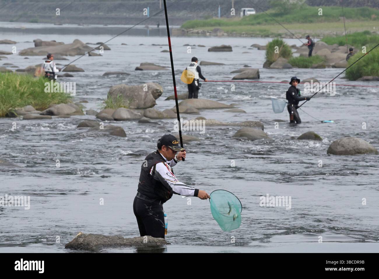 Anglers enjoy fishing sweetfish by using decoys after ban on sweetfish ...