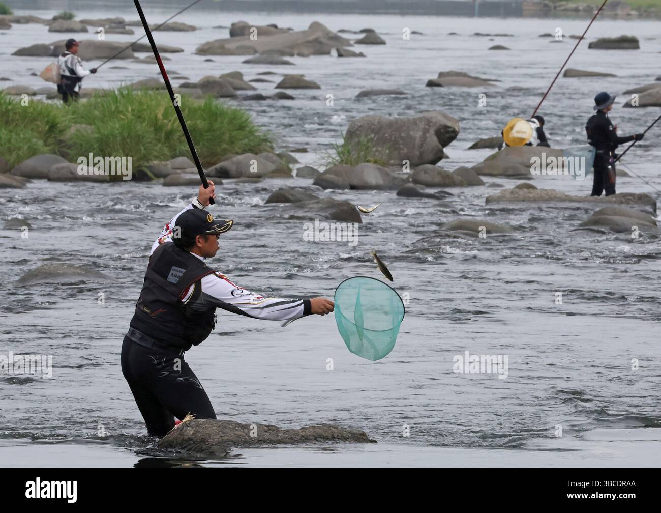 Anglers enjoy fishing sweetfish by using decoys after ban on sweetfish ...