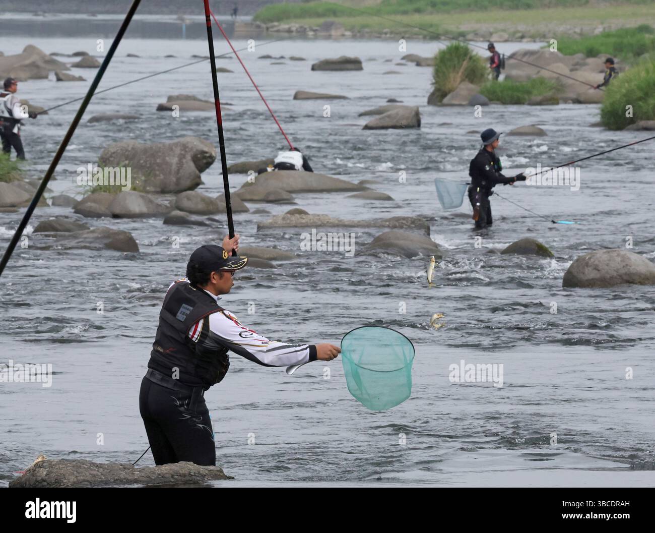 Anglers enjoy fishing sweetfish by using decoys after ban on sweetfish ...