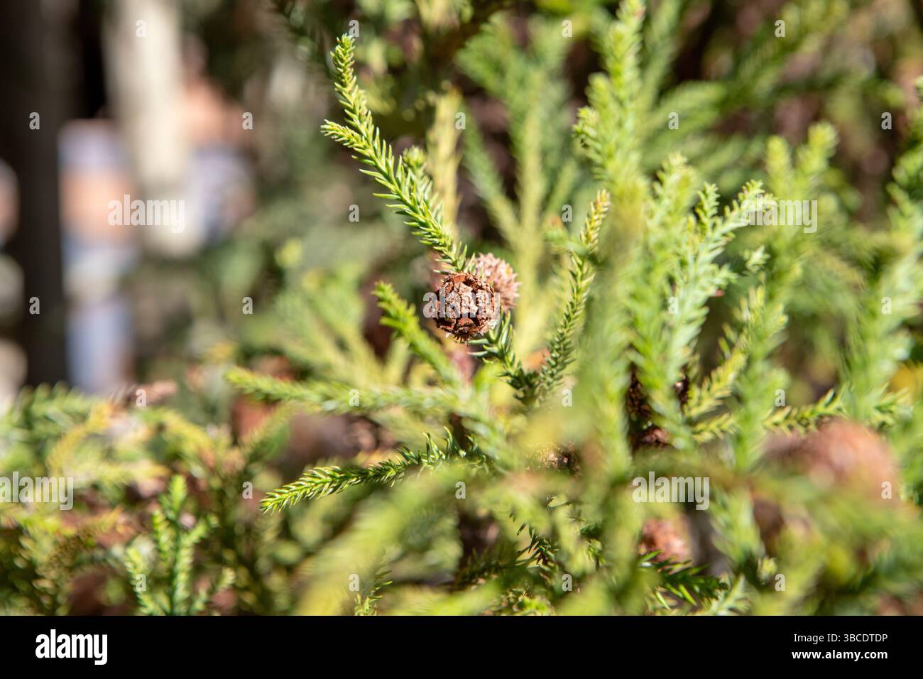 Stiff, pointed leaves arranged in a spiral protect the araucaria’s ...
