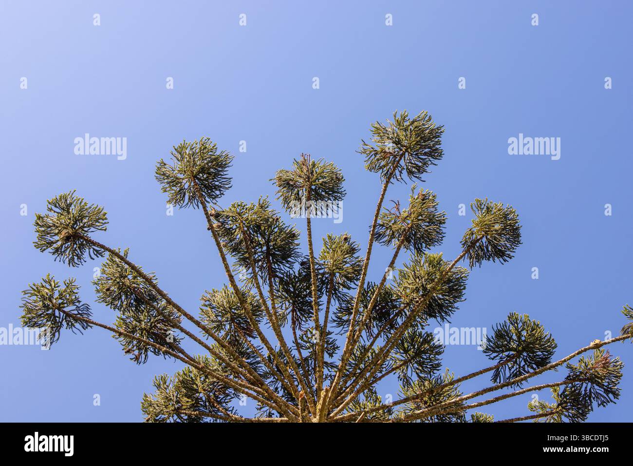 Araucaria (Araucaria angustifolia) with umbrella-shaped crown under ...