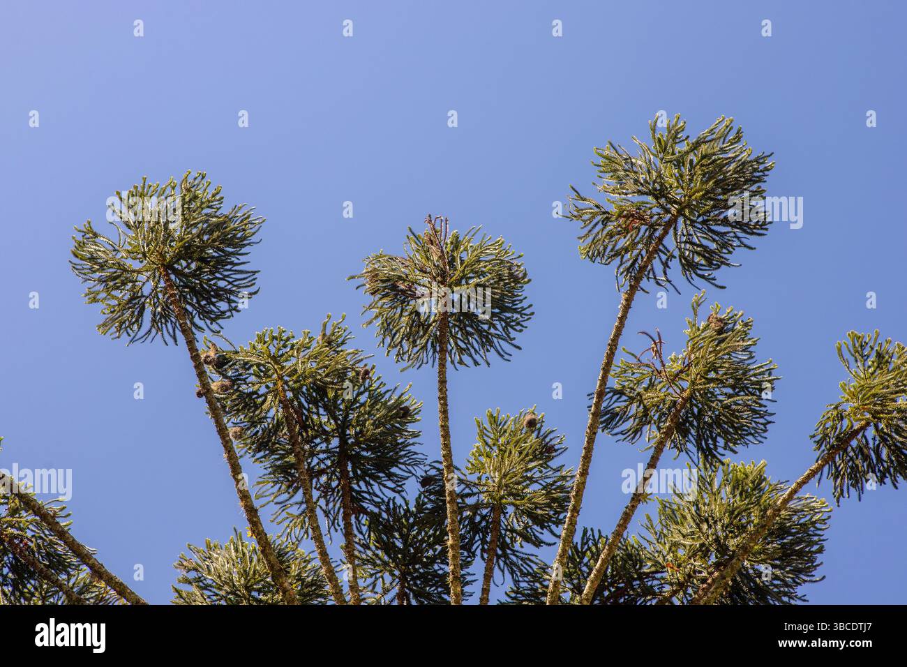 Araucaria (Araucaria angustifolia) with umbrella-shaped crown under ...