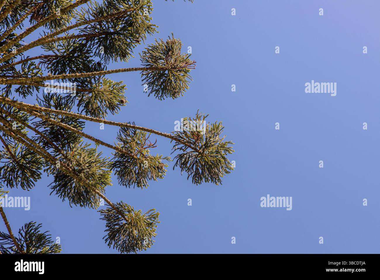 Araucaria (Araucaria angustifolia) with umbrella-shaped crown under ...