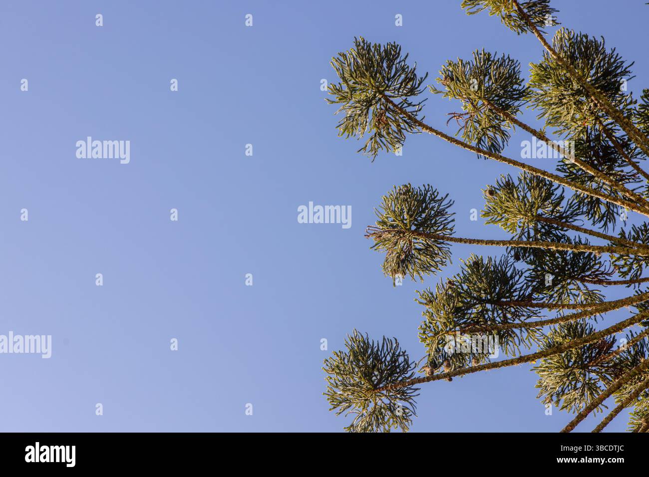Araucaria (Araucaria angustifolia) with umbrella-shaped crown under ...