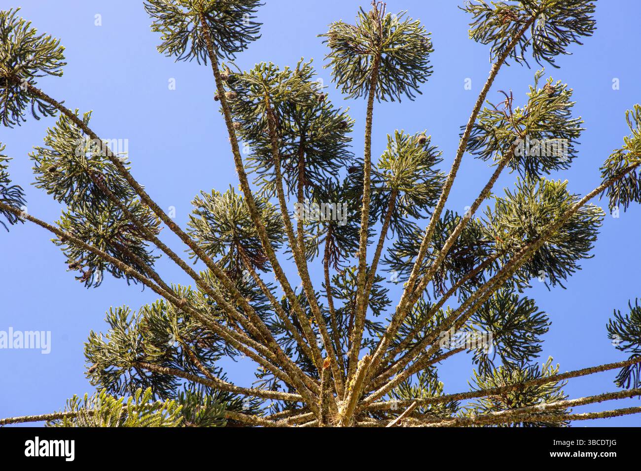 Araucaria (Araucaria angustifolia) with umbrella-shaped crown under ...