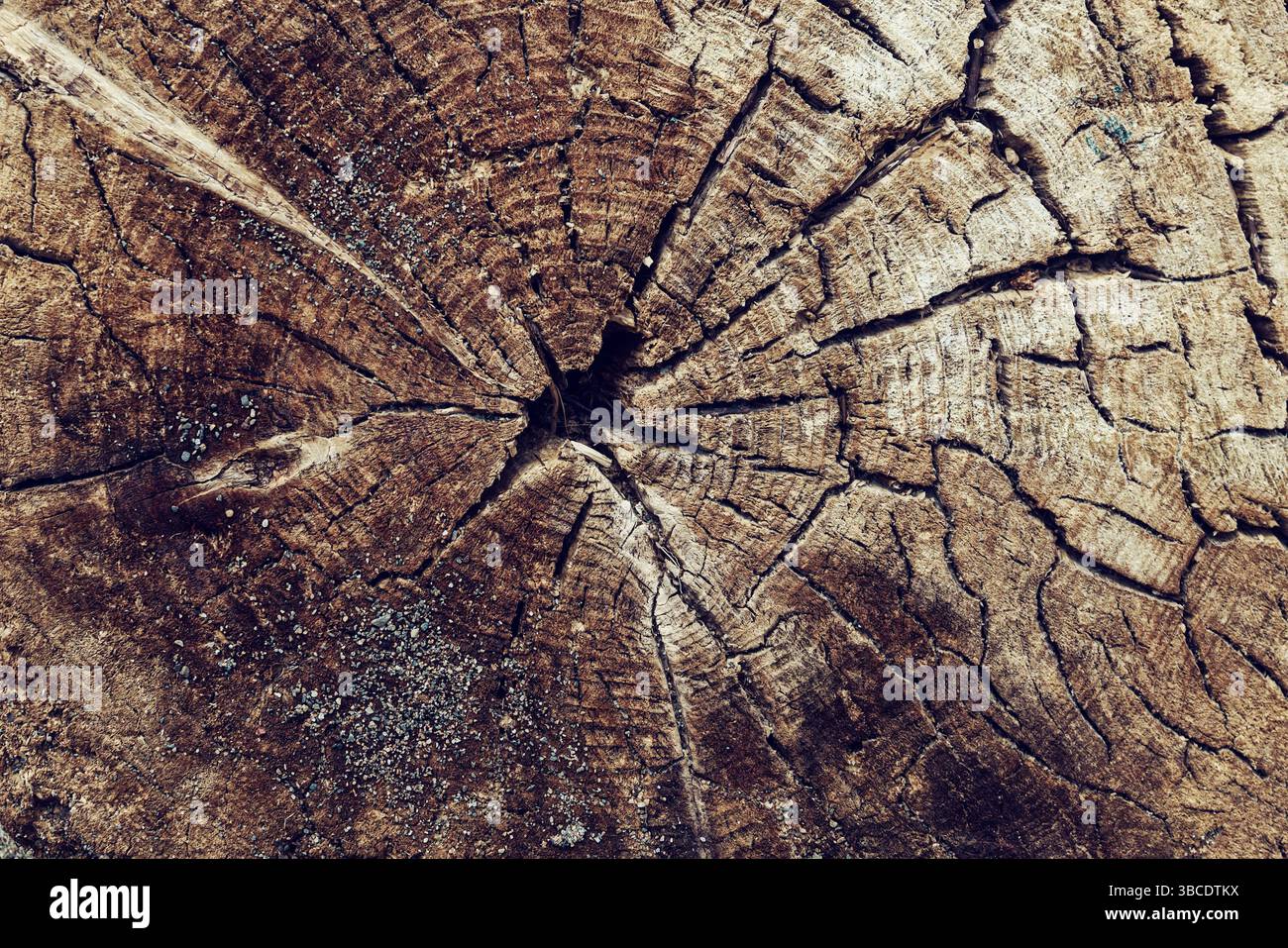 a decorative wood structure with fibers, parts of the tree trunk ...
