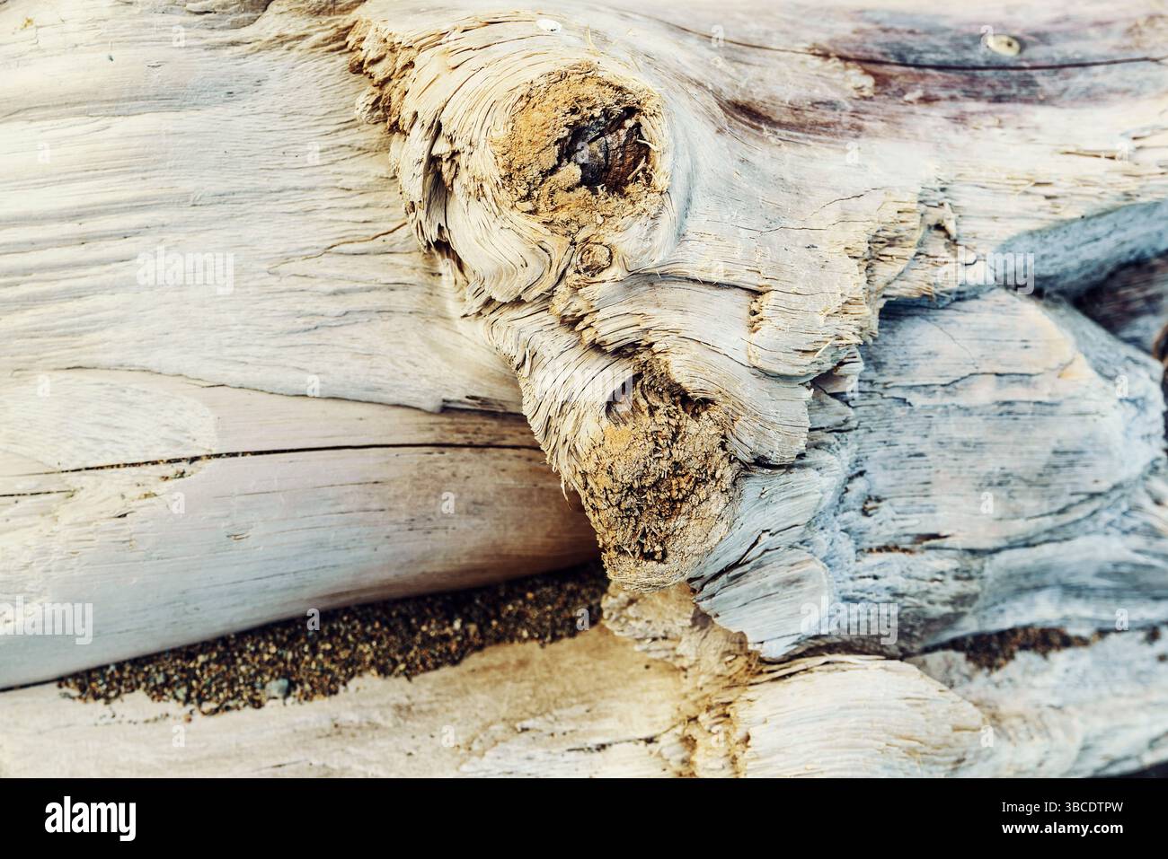a decorative wood structure with fibers, parts of the tree trunk ...