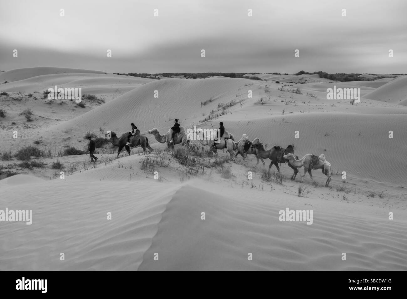 Camel caravan going through the desert, Inner Mongolia, China. Dramatic ...