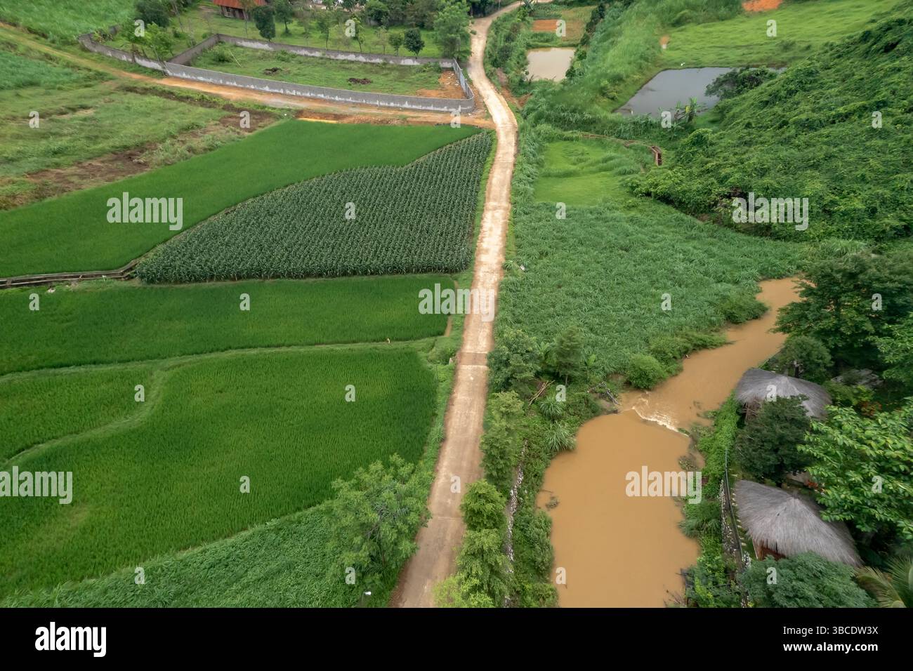 Aerial view of green rice fields in Yen Bai commune, Ba Vi district ...