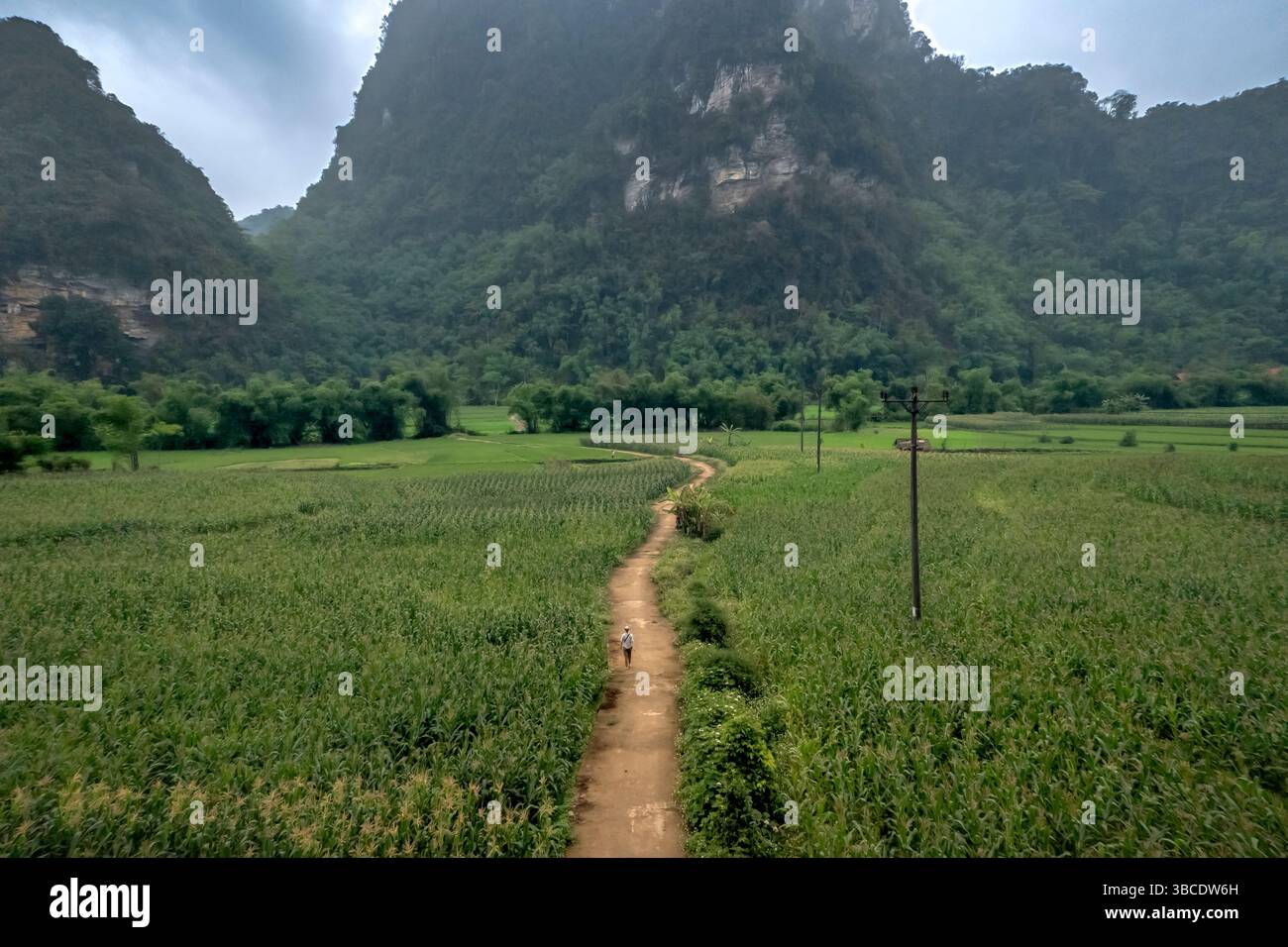 peaceful landscape of rice fields and road to village in Thuong Lam ...