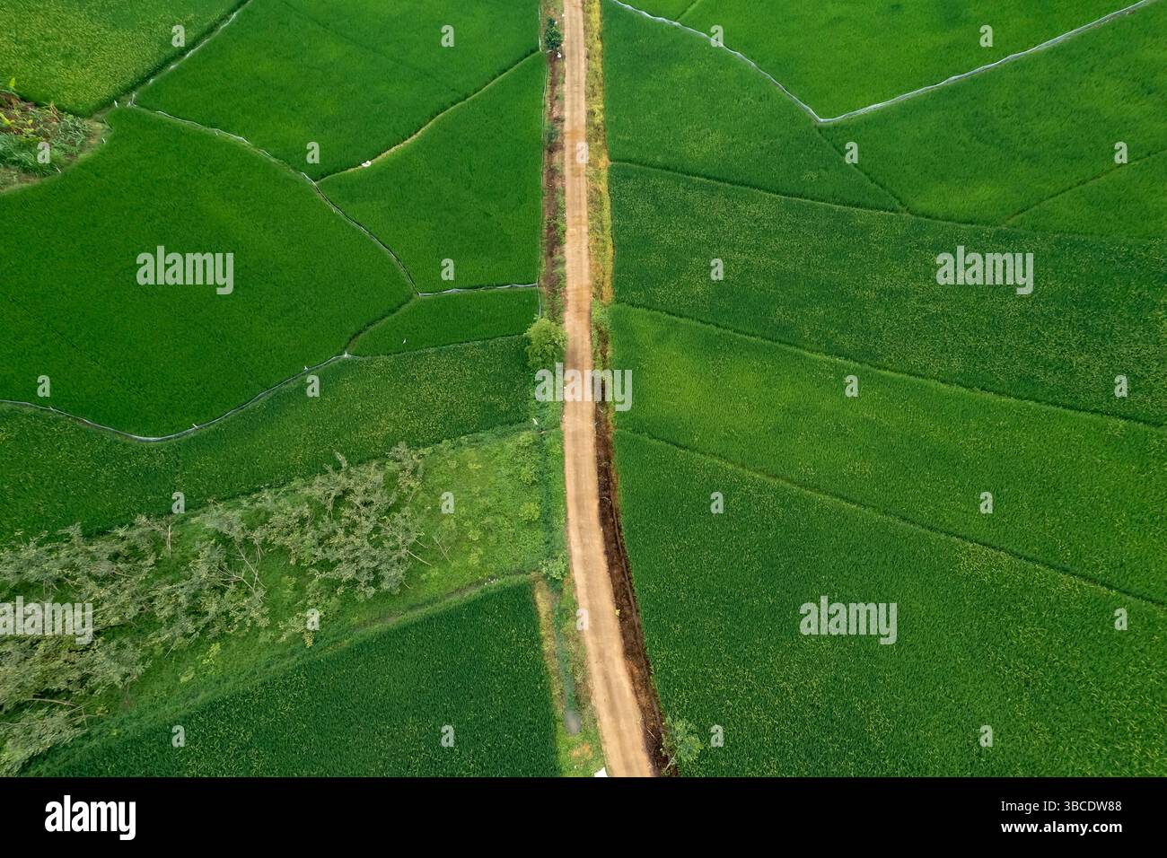 Aerial view of green rice fields in Yen Bai commune, Ba Vi district ...