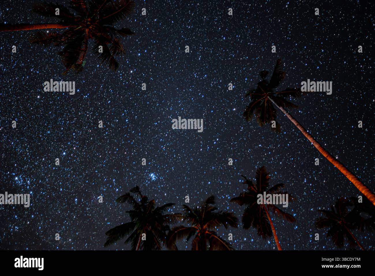 Starry Night Above Palms – Island Campfire Glow in El Nido, Palawan ...