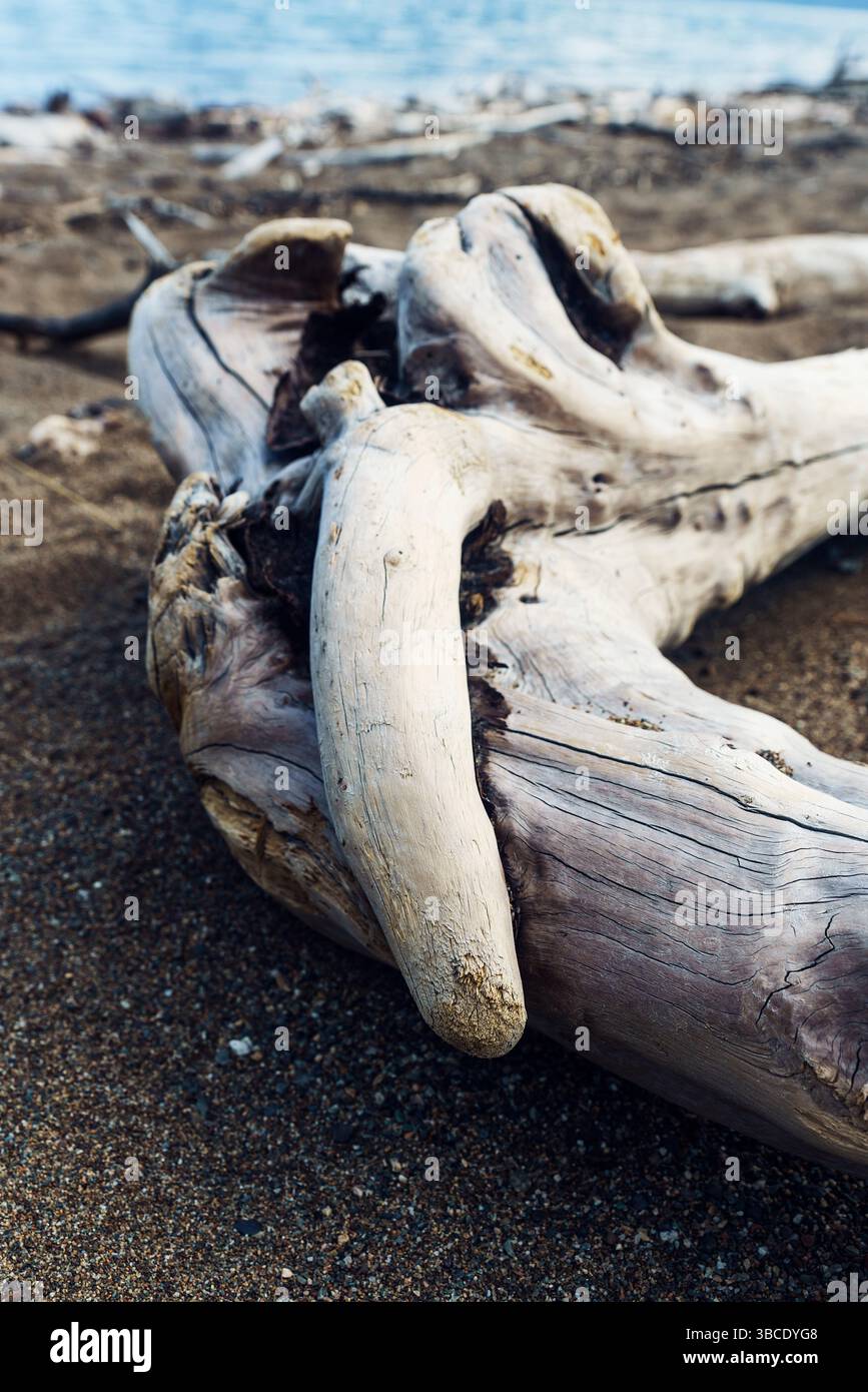 a decorative wood structure with fibers, parts of the trunk of a tree ...