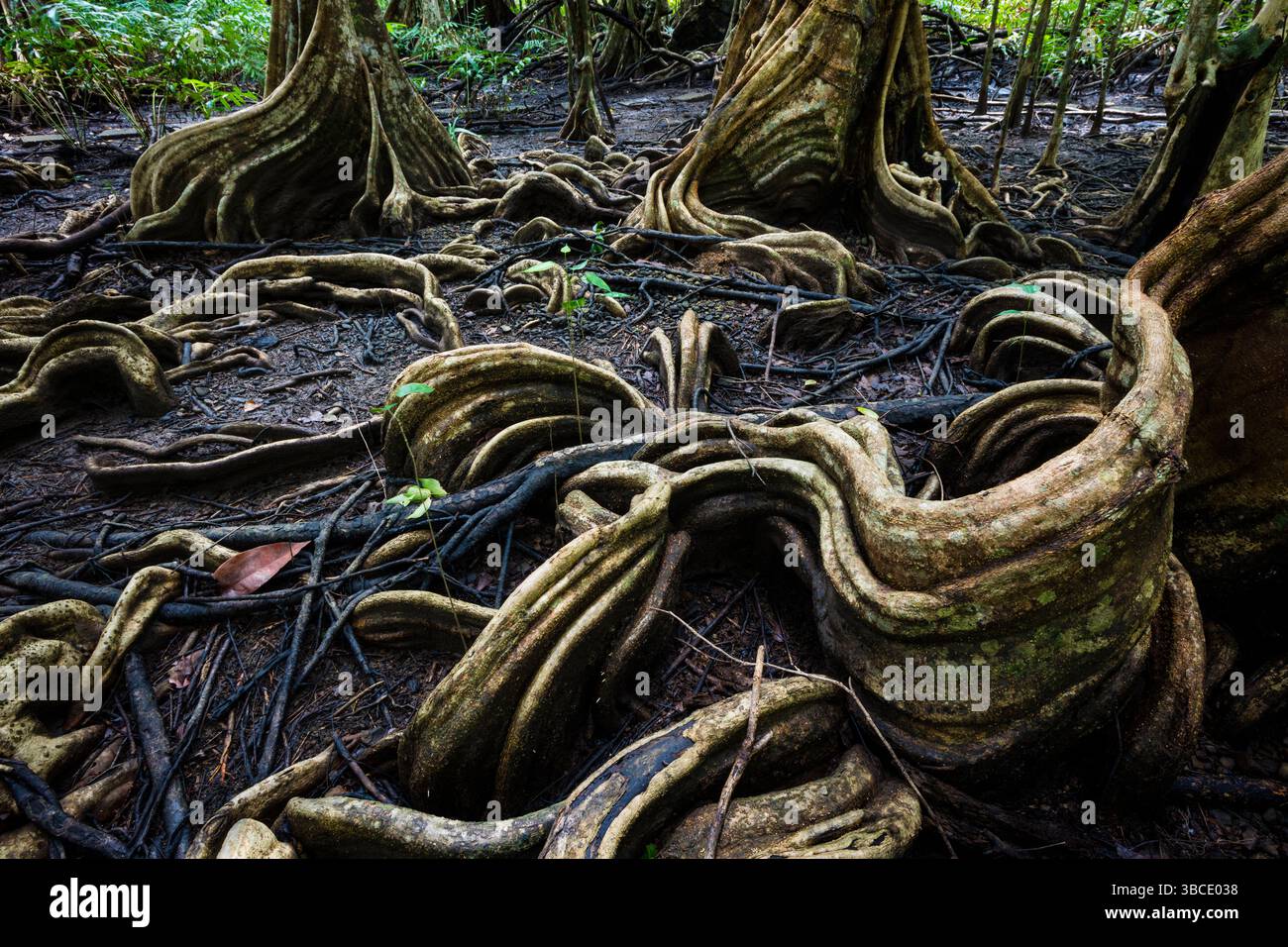 Arty root formations in the mangrove forest at Quebro, Pacific coast ...