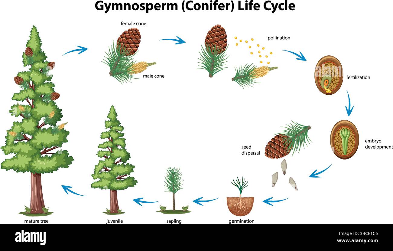 Illustration of gymnosperm life cycle stages and processes Stock Vector Image & Art - Alamy
